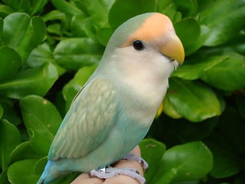 Dutch Blue Pied Lovebird